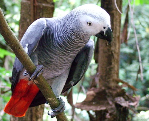 Bird Breeds Pictures Information Bird Breeds Pictures Information
