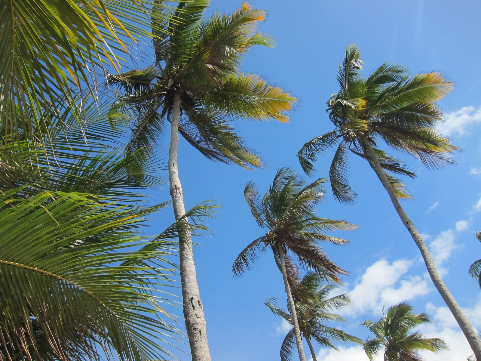Patanemo, la felicidad del Caribe - Viajero de naturaleza