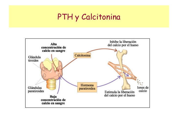 QUÍMICA: CALCITONINA