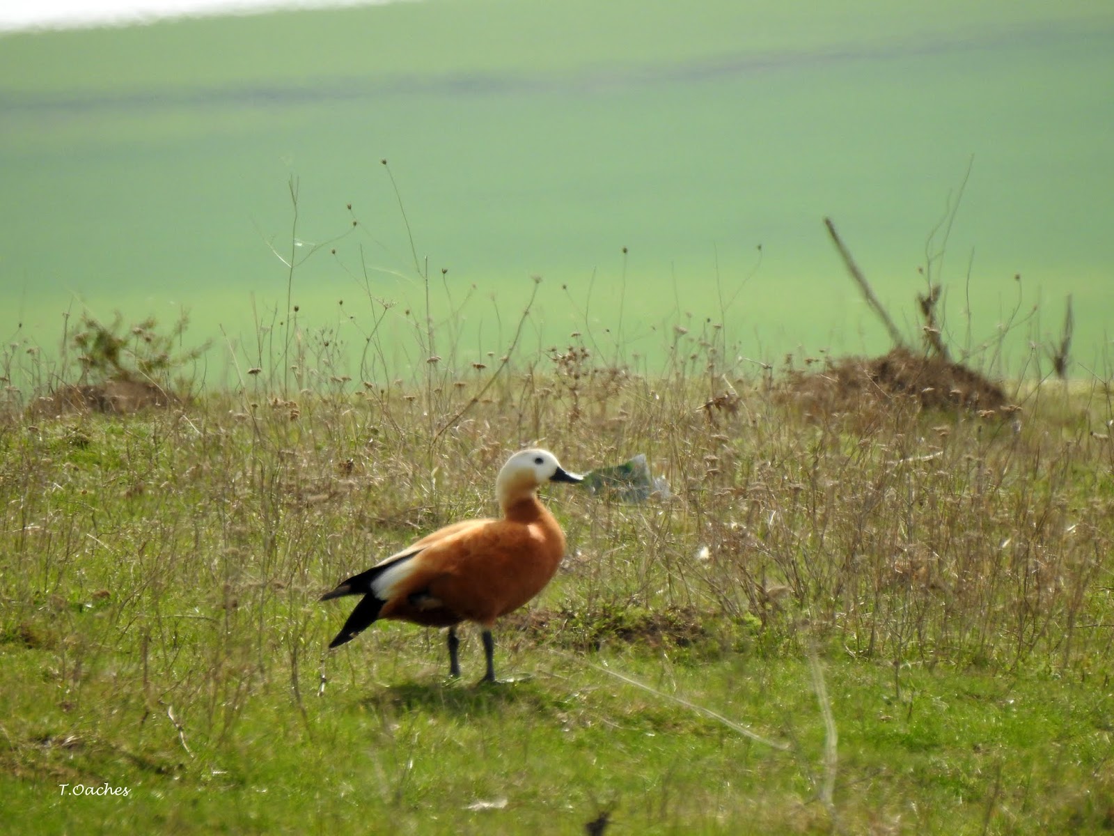 PASARI DIN ROMANIA: CALIFAR ROSU, Tadorna ferruginea