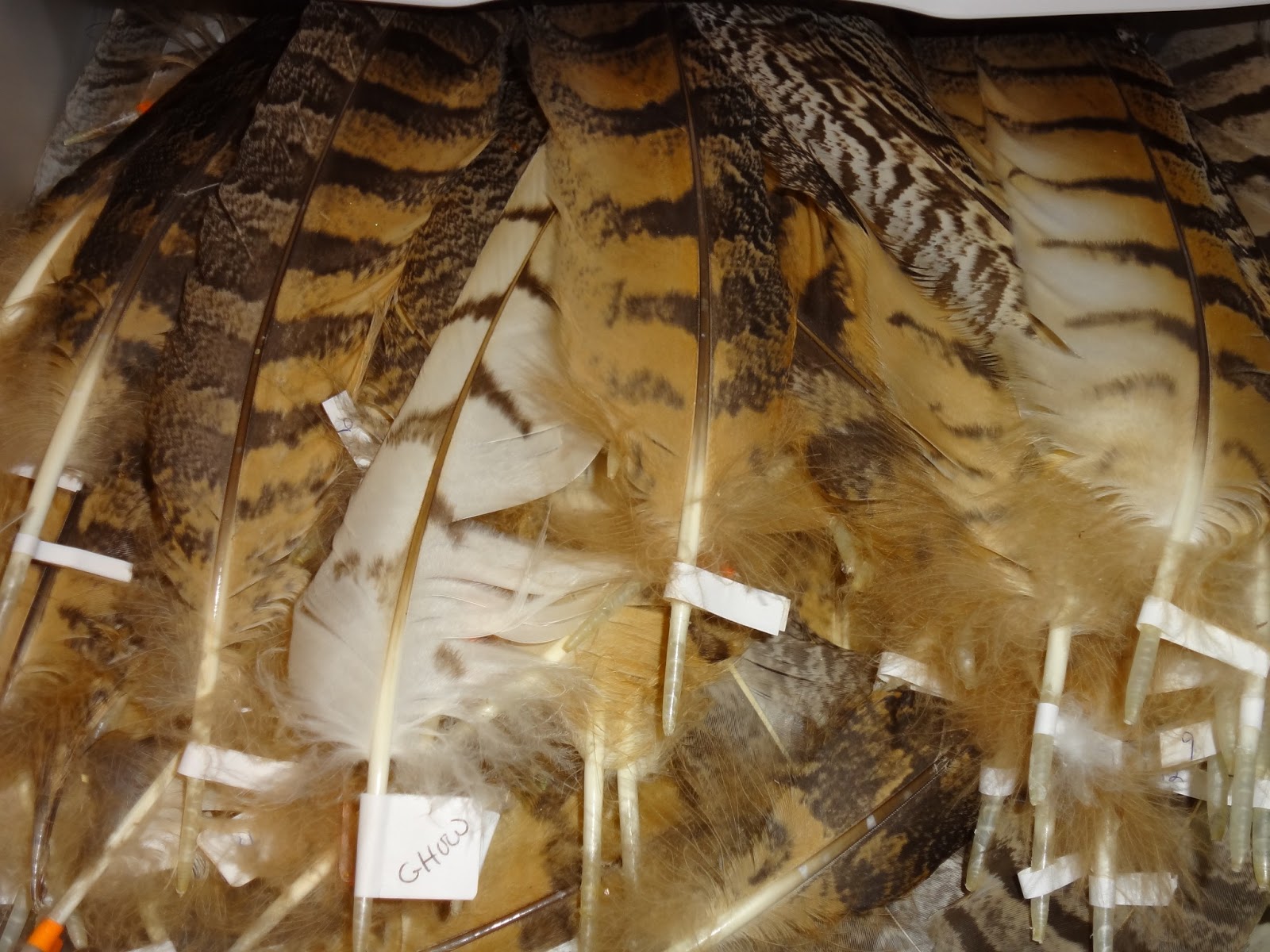 Fight For Feathers: Supporting Both Arizona's Indigenous People and ...