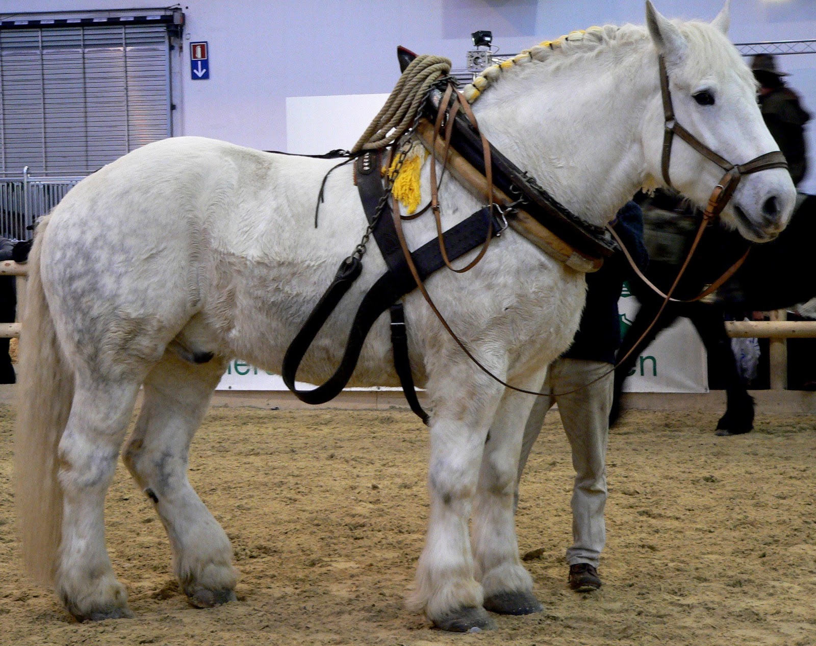 RockBerry: Le percheron (Equus cabalus)