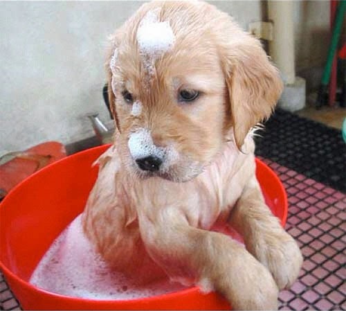 Bathing Your Dog - Luv My Dogs