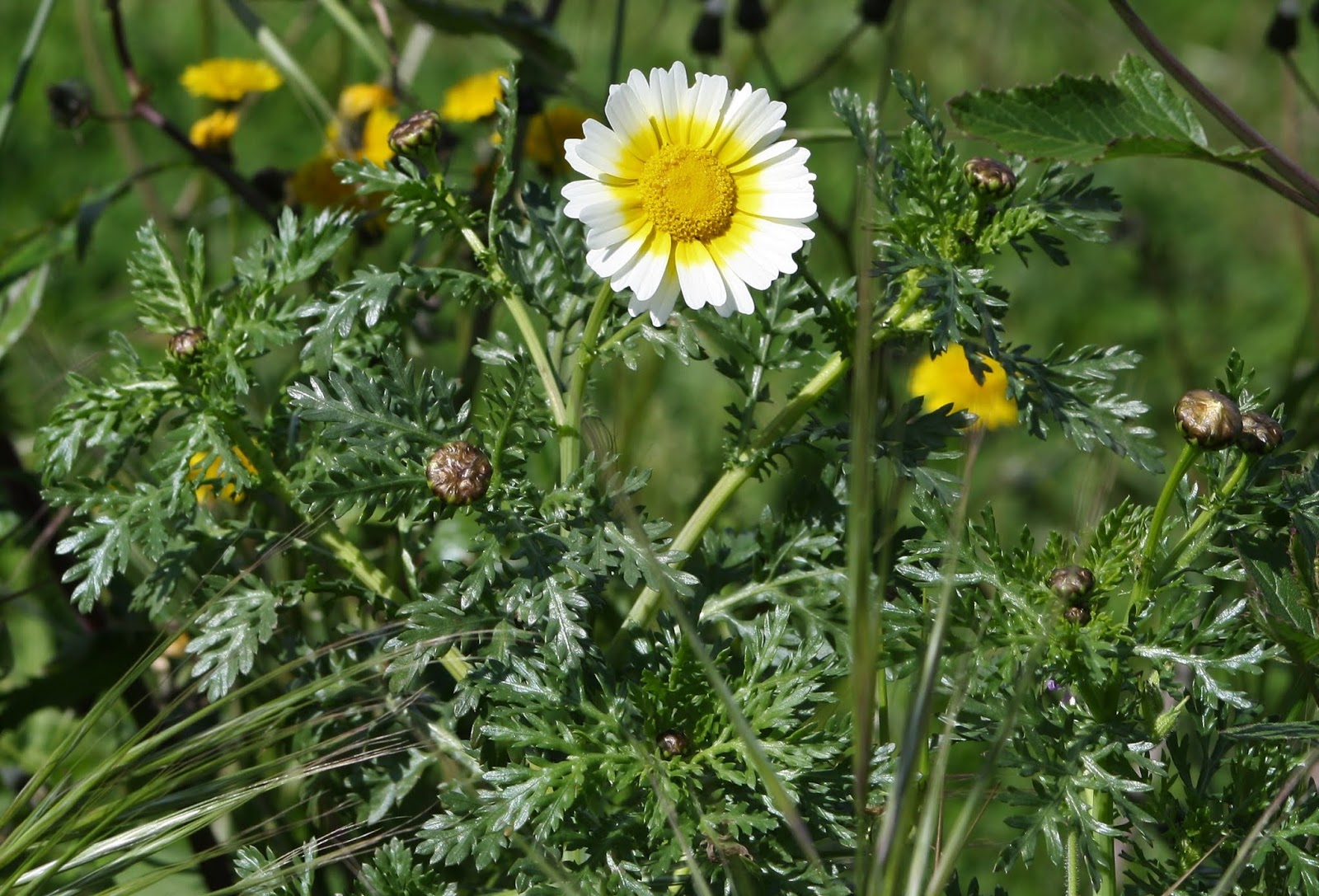 Plantas: Beleza e Diversidade: Malmequer (Glebionis coronaria)