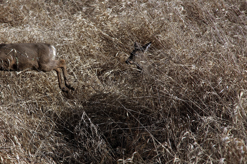 Picture Window photo blog : Deer relocation, Julia Butler Hansen ...