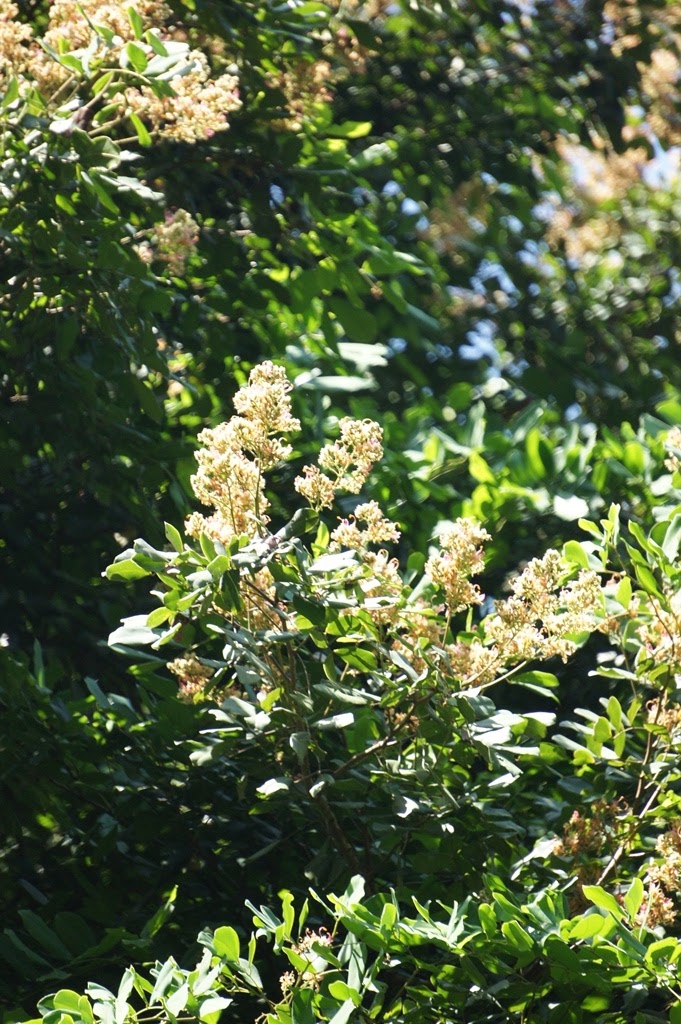 OUR PHILIPPINE TREES: Super Supa