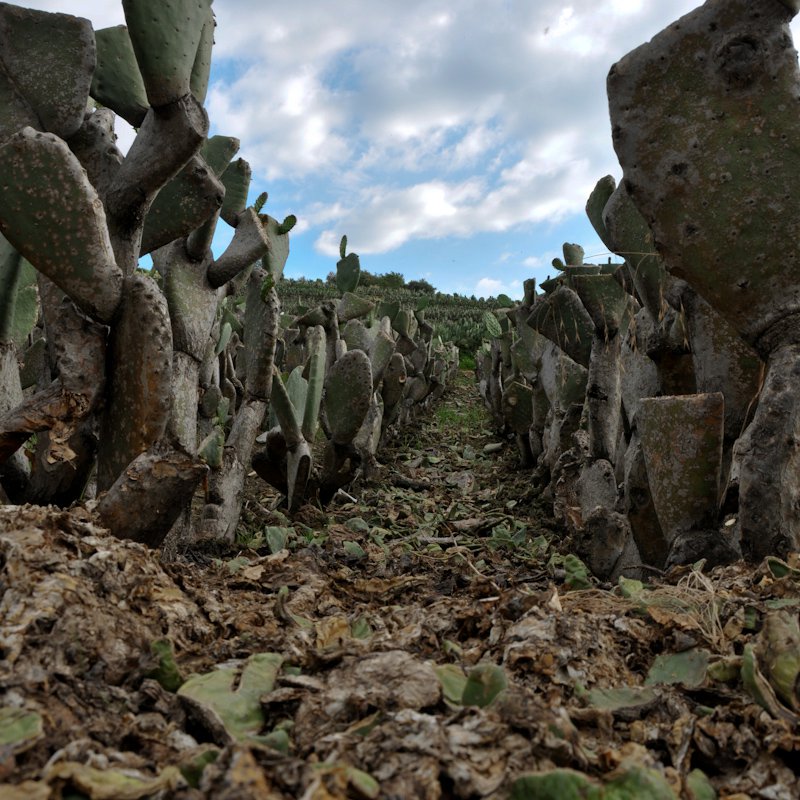 Adam Zoller Duplán: Los Minondo