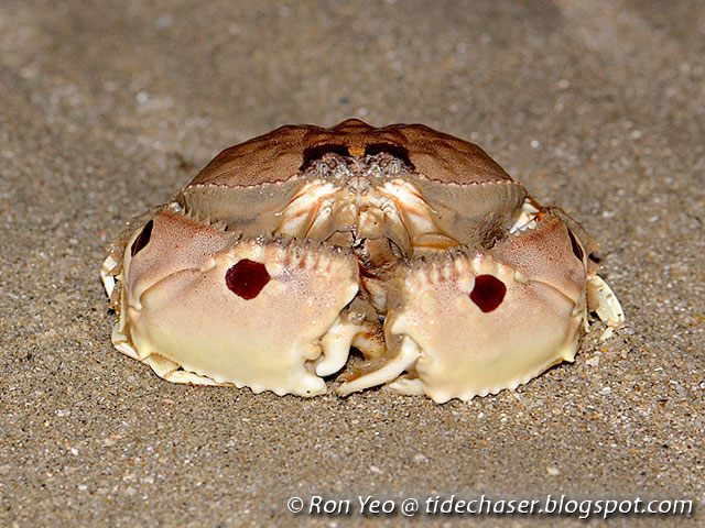 tHE tiDE cHAsER: Box Crabs (Phylum Arthropoda: Family Calappidae) of ...