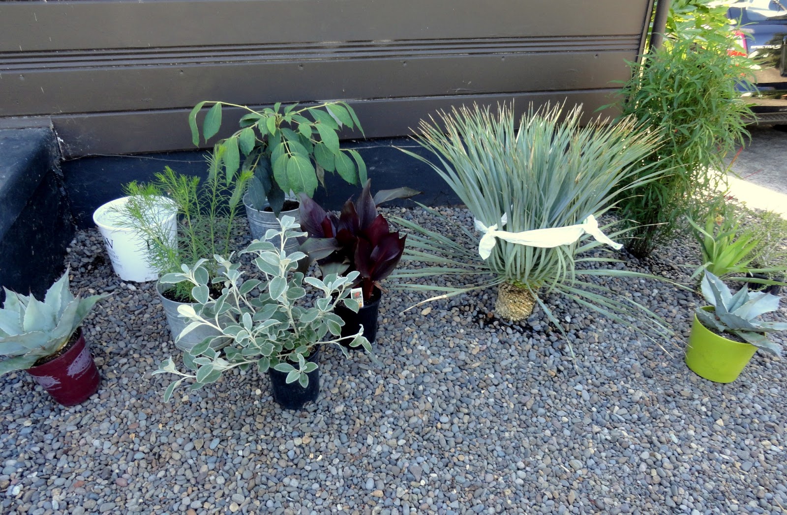 danger garden: Alberta and friends, happy in the ground…