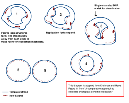 Chloroplast DNA Replication and Protein Synthesis