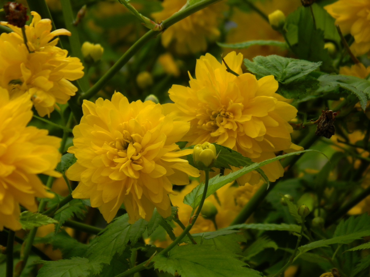 LA MULTI ANI, ROMANIA!: Tufa cu multe flori galbene