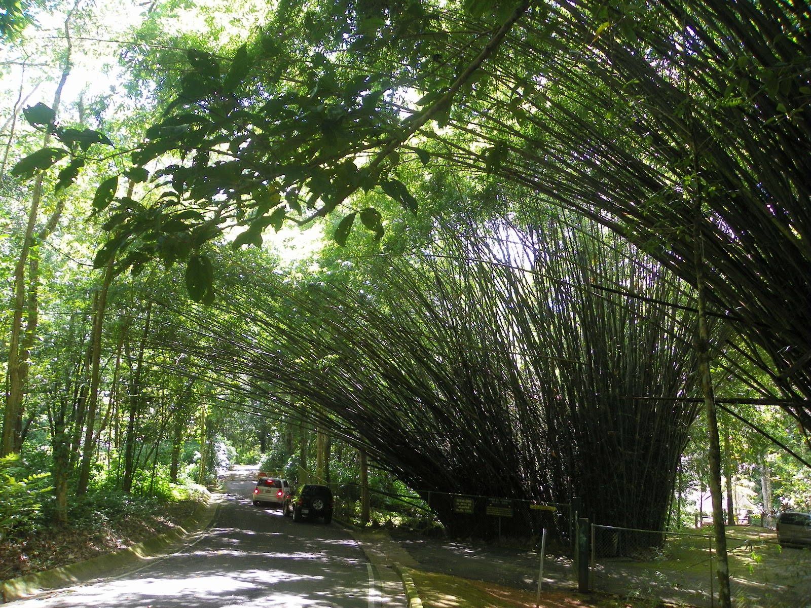 Guardianes Naturalistas: El Bosque Estatal de Río Abajo