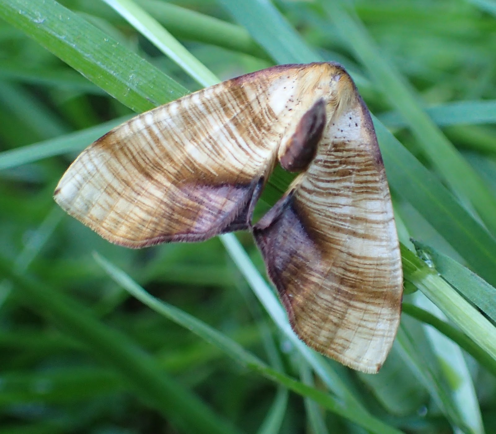 Ceredigion Moths: Scorched Wing