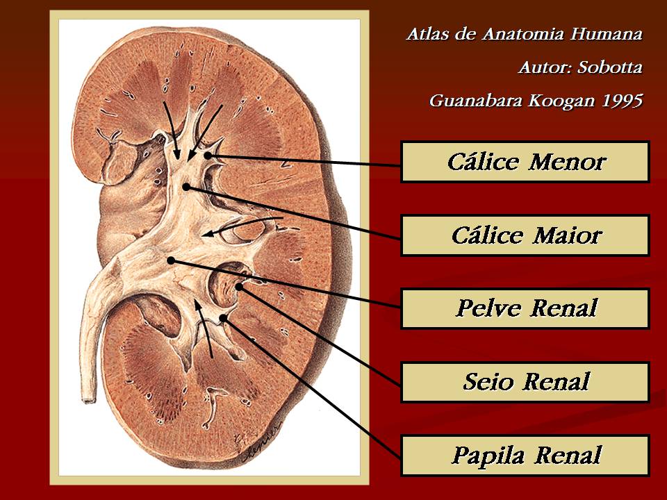 Apaixonados por Anatomia: Sistema Urinário