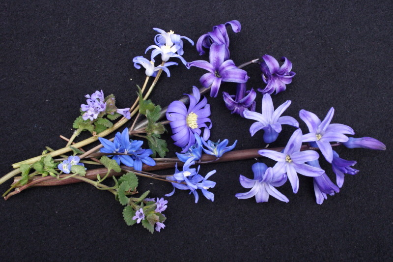 My Virtual Maryland Garden: Litttle blue things