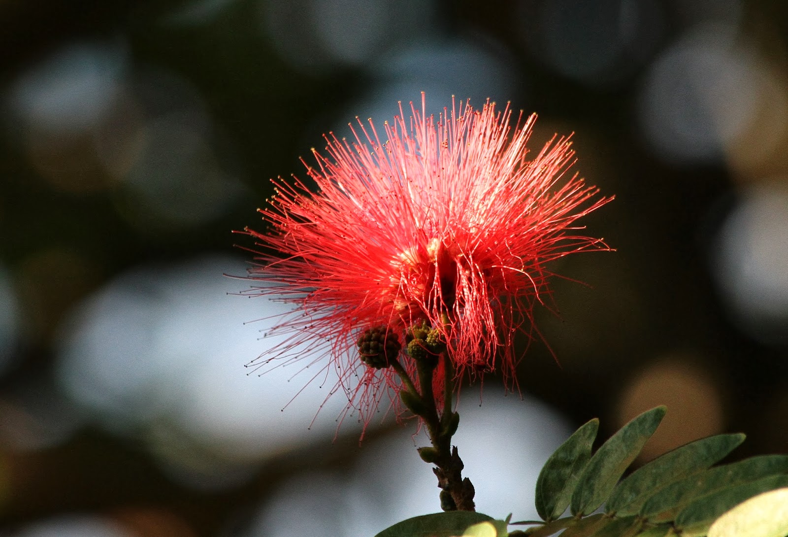 Nuestro bello mundo...: Aves y Flores de mi Jardin, Fotos tomadas ...