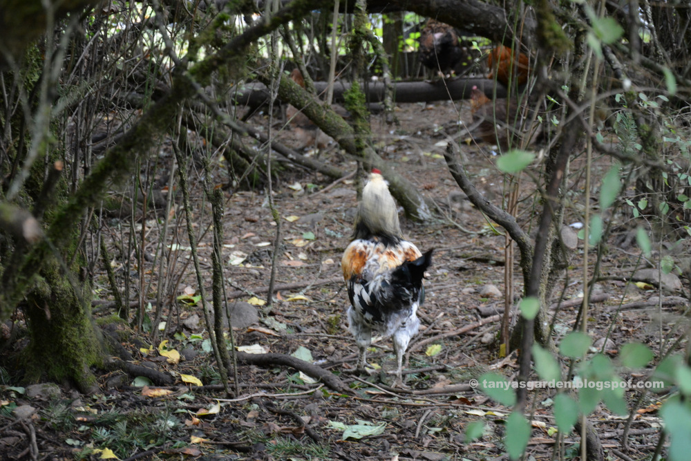 MySecretGarden: Visit to The Old Goat Farm