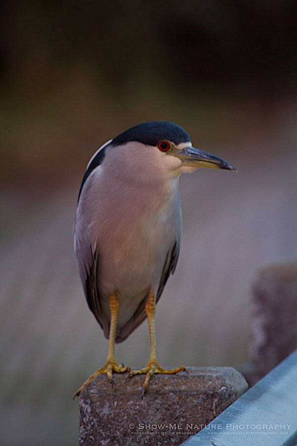 Birding Is Fun!: Birds of South Florida, Part 1 (Myakka River State Park)