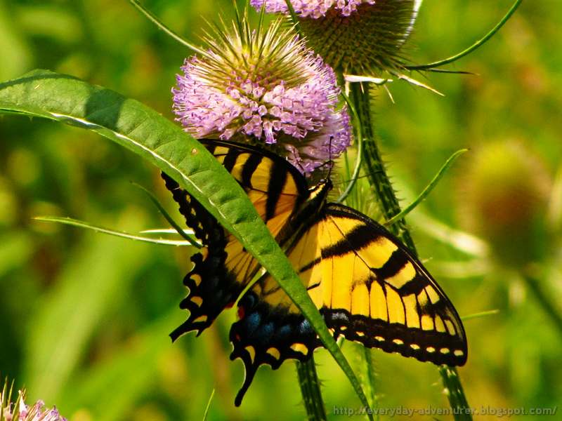 The Everyday Adventurer: Super Deluxe Butterfly Post