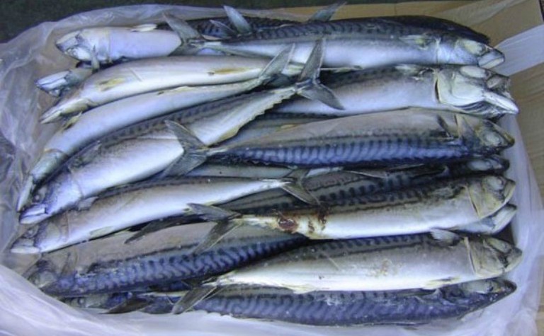Horse Mackerel Price Information and Guides - Horse Mackerel Fish ...