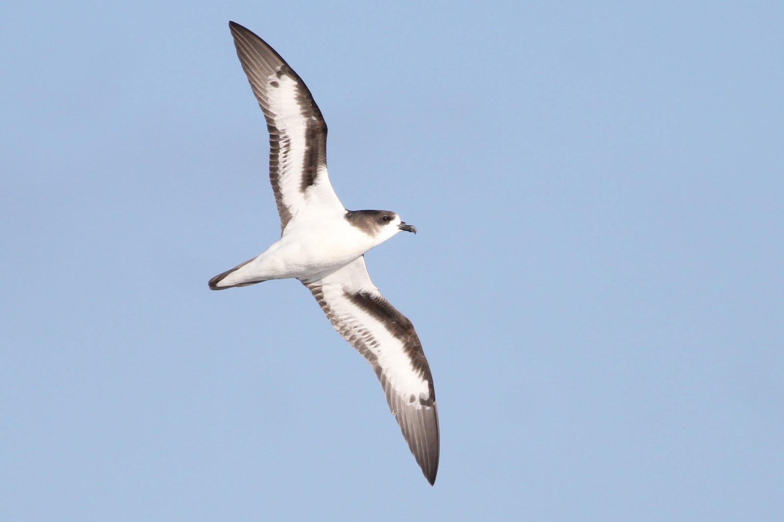 Seabirding: The Cahow Experience, Bermuda 2017 - by Kate Sutherland