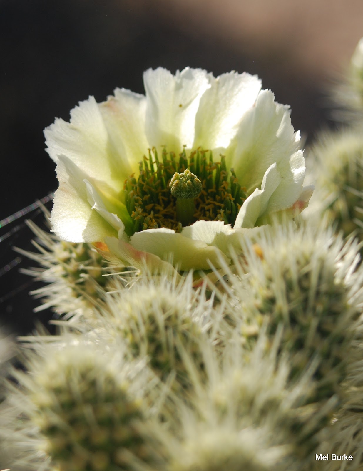Cactus PhotoGraphics