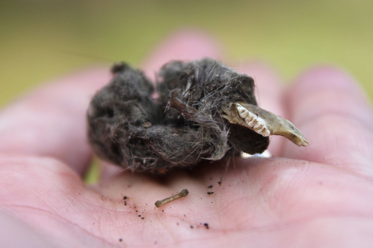 Pete's Flap Birding Aus: Owl pellets. Gross!!