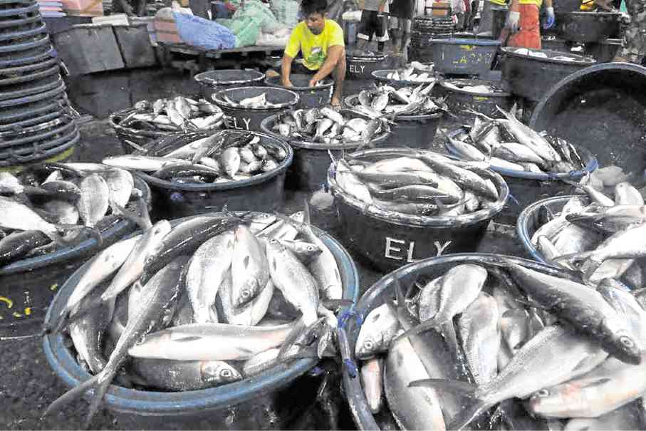 Milkfish Bangus as a Part of Philippines National Fish | Indonesia ...