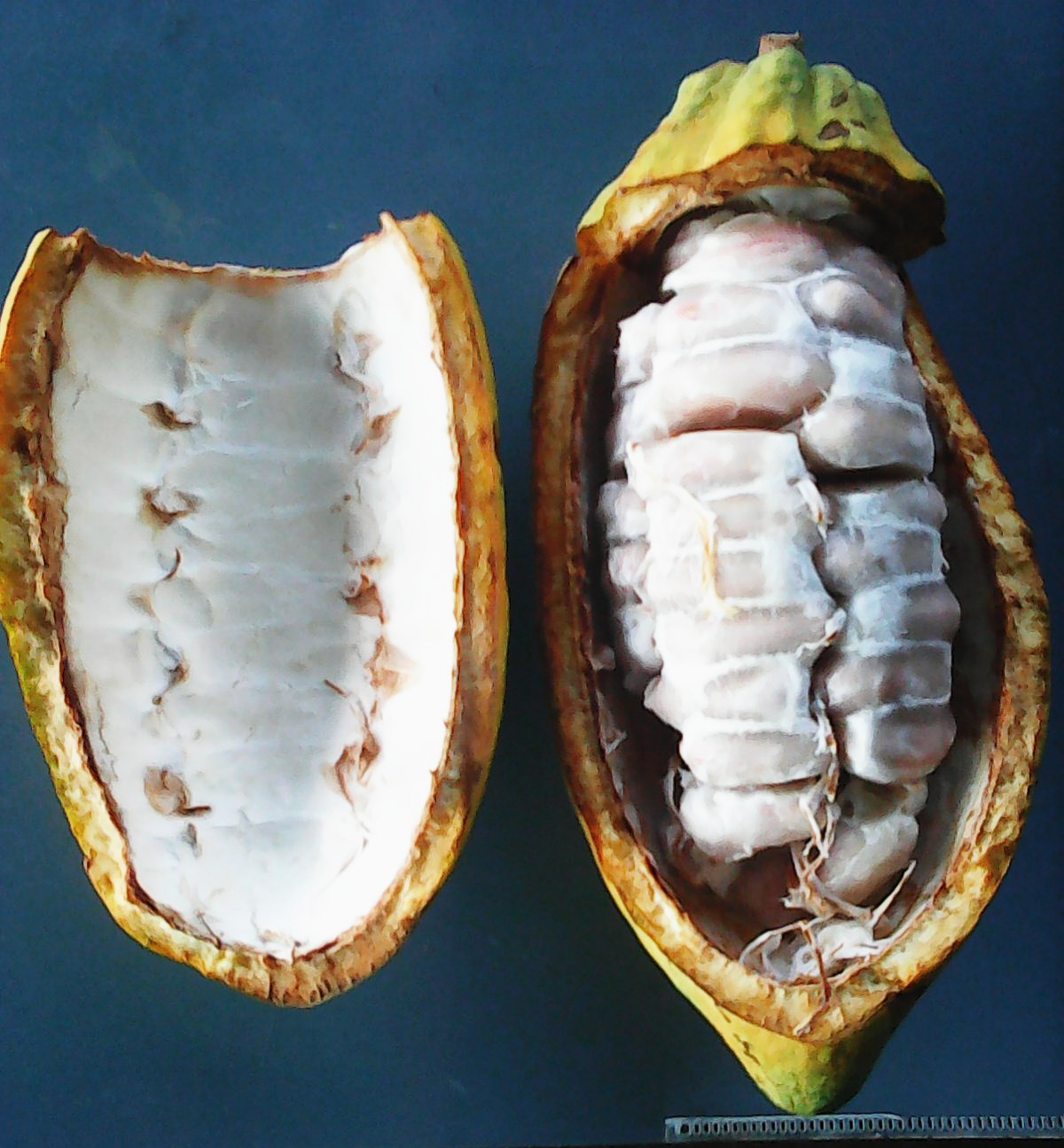 cpb_CocoaPinasBlogs: Cacao Pods & Harvesting: Bicol & Palawan