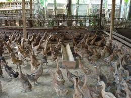 Kandang Itik - Tutorial Cara Budidaya