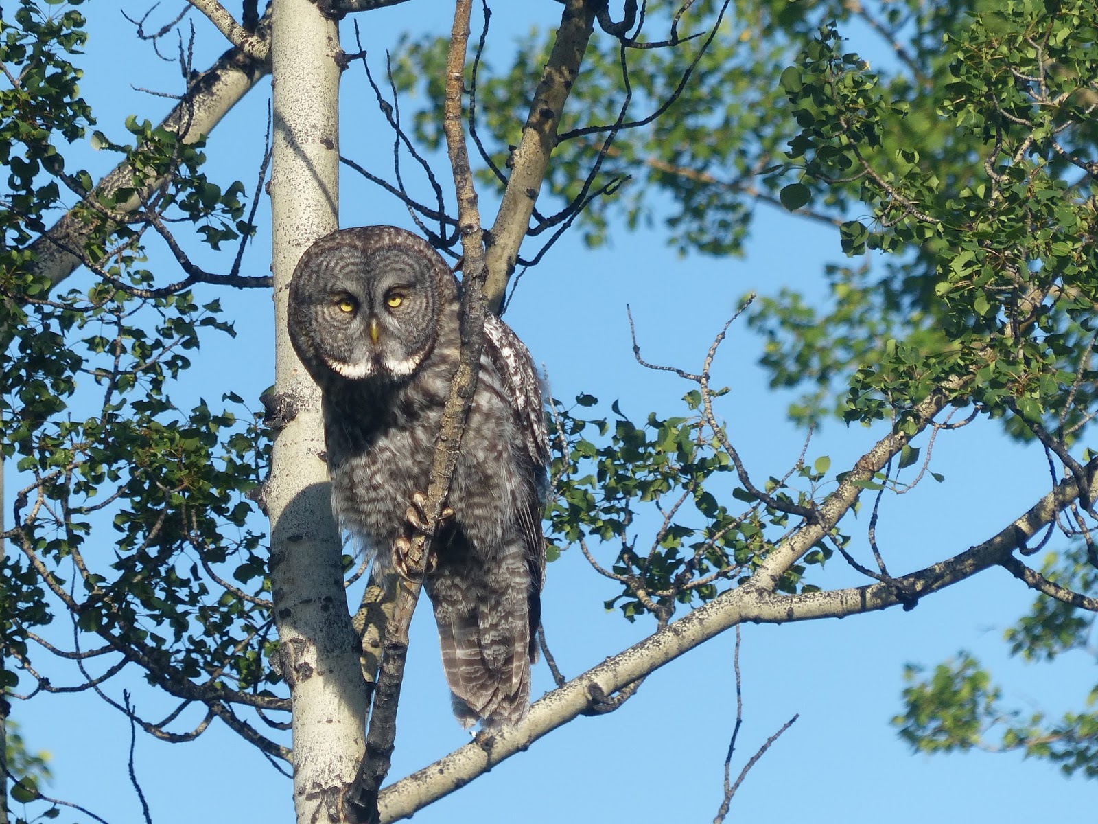 Yukon Birds: great grey owl