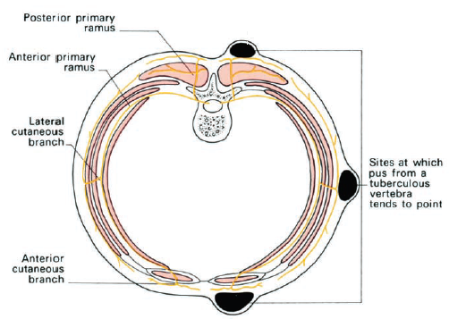 Understanding the Clinical Guide to Anatomy