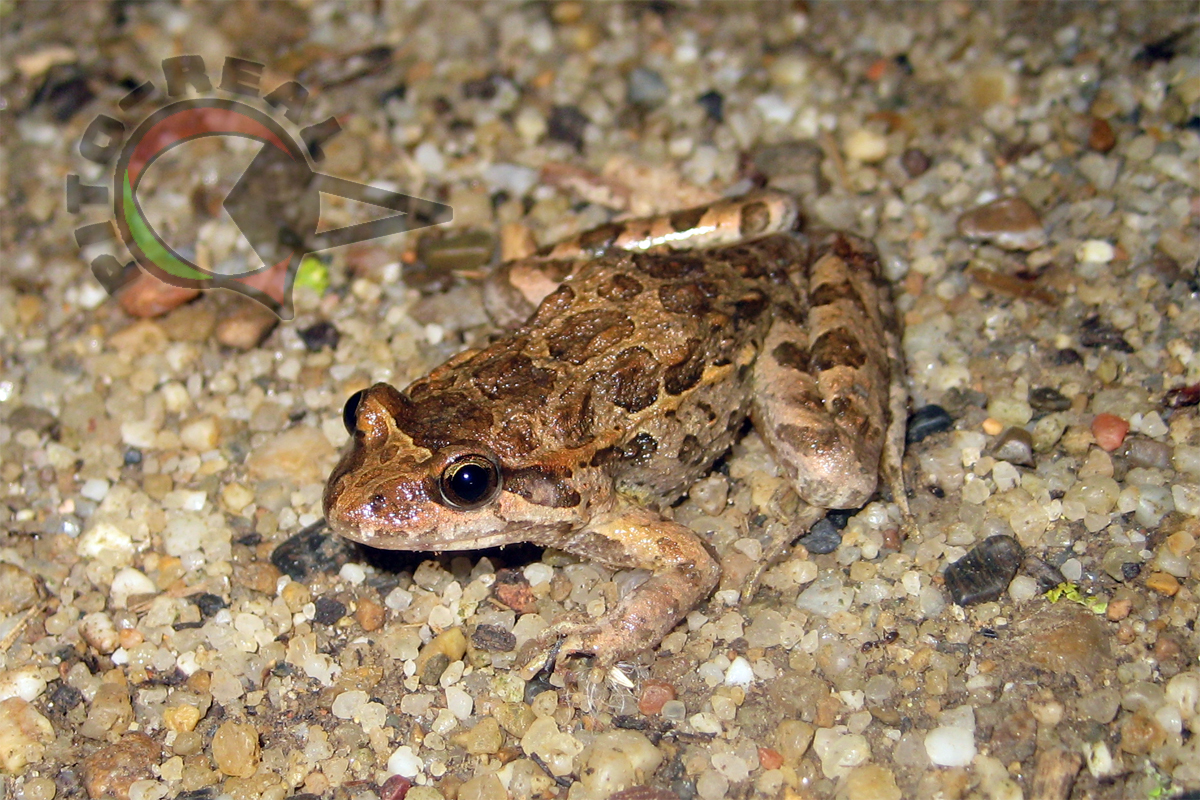 "Pito Real" - Ornitología: Anillamiento en el Parque Natural dels ...