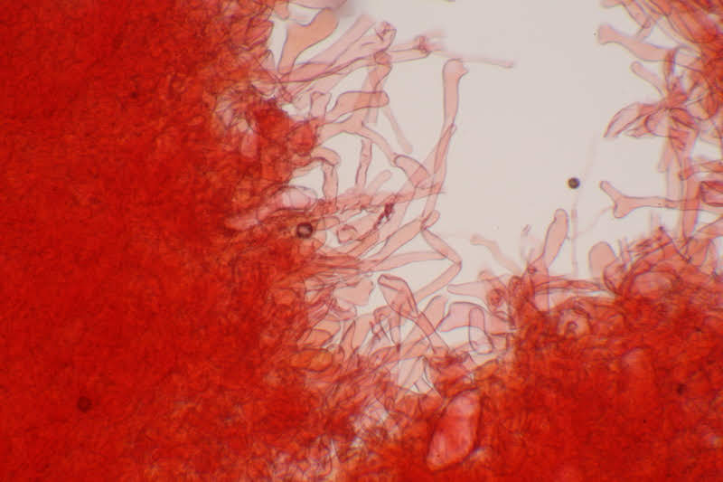 El mundo microscópico de los hongos: Pisolithus arhizus (Scop.per Pers ...