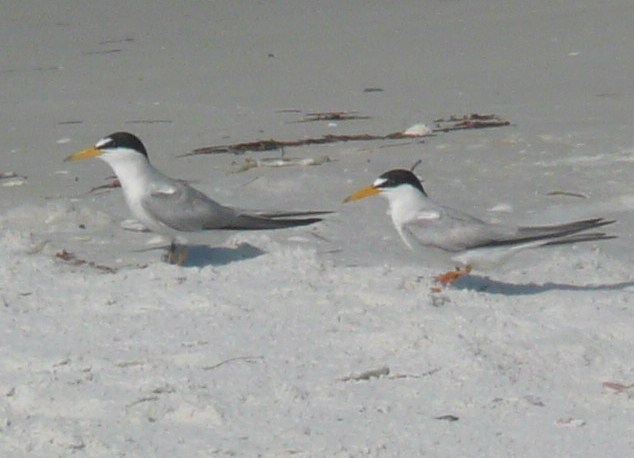 Florida Suncoast Birding: Snowy Plover - at Little Estero Lagoon Florida Suncoast Birding: Snowy Plover - at Little Estero Lagoon