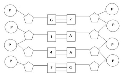 Perhatikan gambar struktur molekul DNA berikut! Susunan basa nitrogen 1 ...