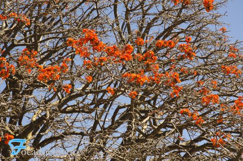 RW PAISAGISMO: CAATINGA: MULUNGU