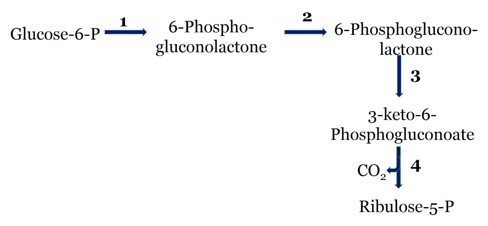 Pentose Phosphate Pathway: Source of NADPH for Reductive Biosynthesis ...