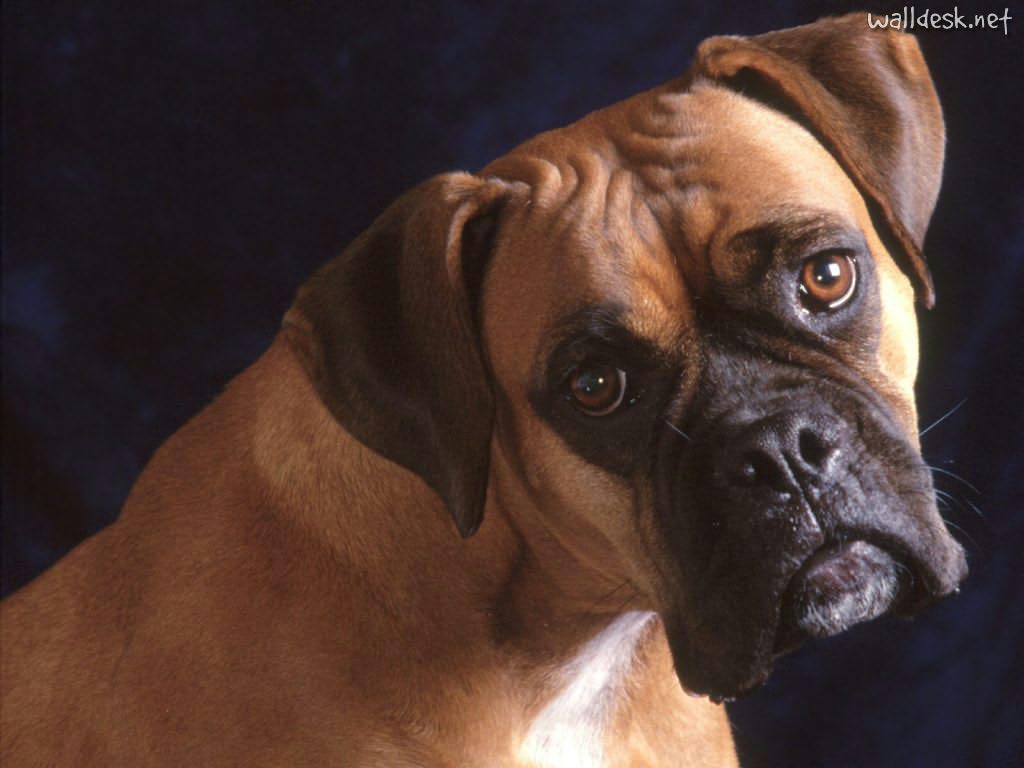 LA MASCOTA FELIZ: La personalidad de los perros Bóxer