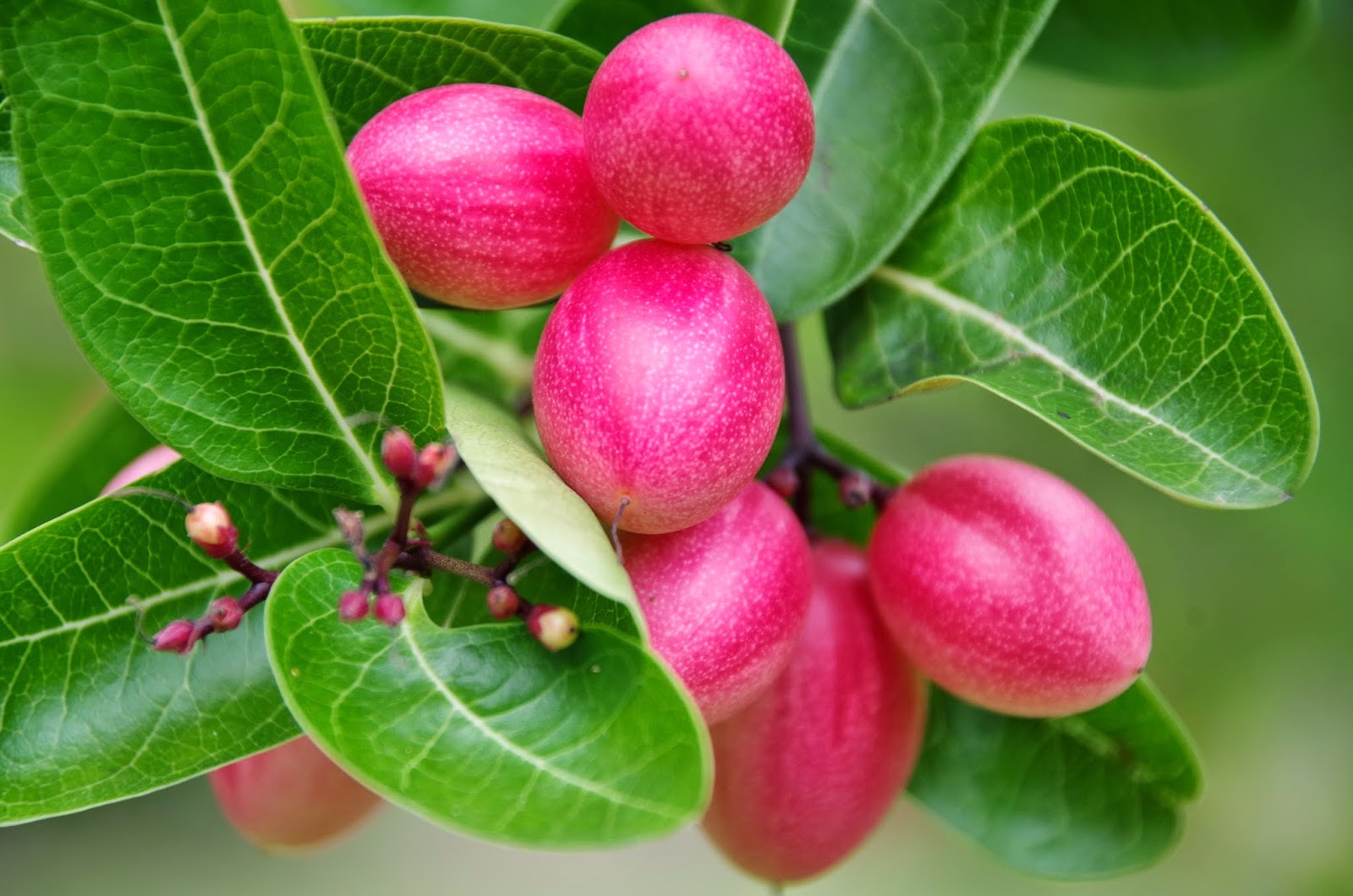 Trees and Plants: Karonda (Carissa Carandas)