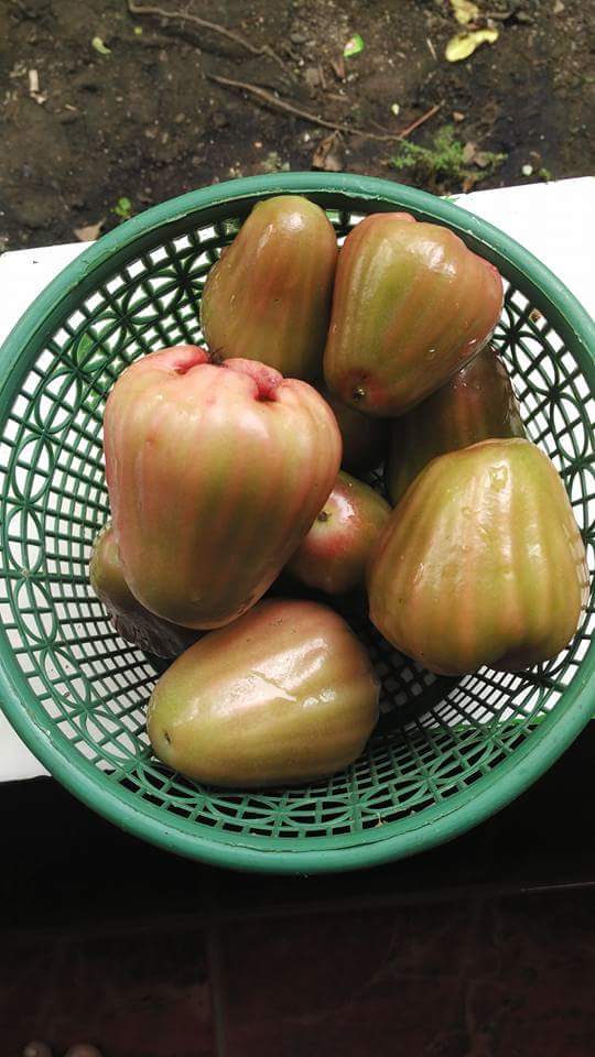 7 Jambu air paling terkenal di Indonesia - Rahmat Tahery