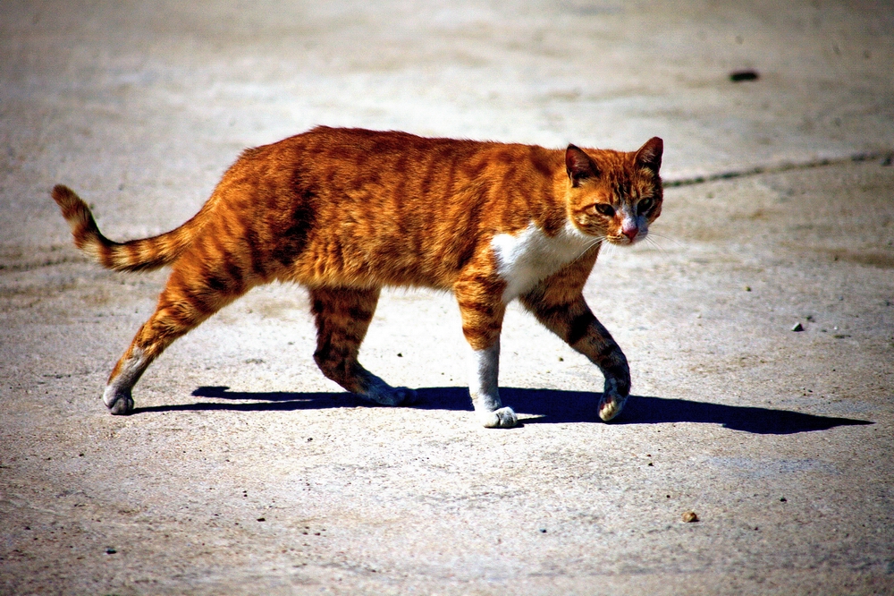 despre viata prin fotografie: despre pisici straine... sau pisica alba ...