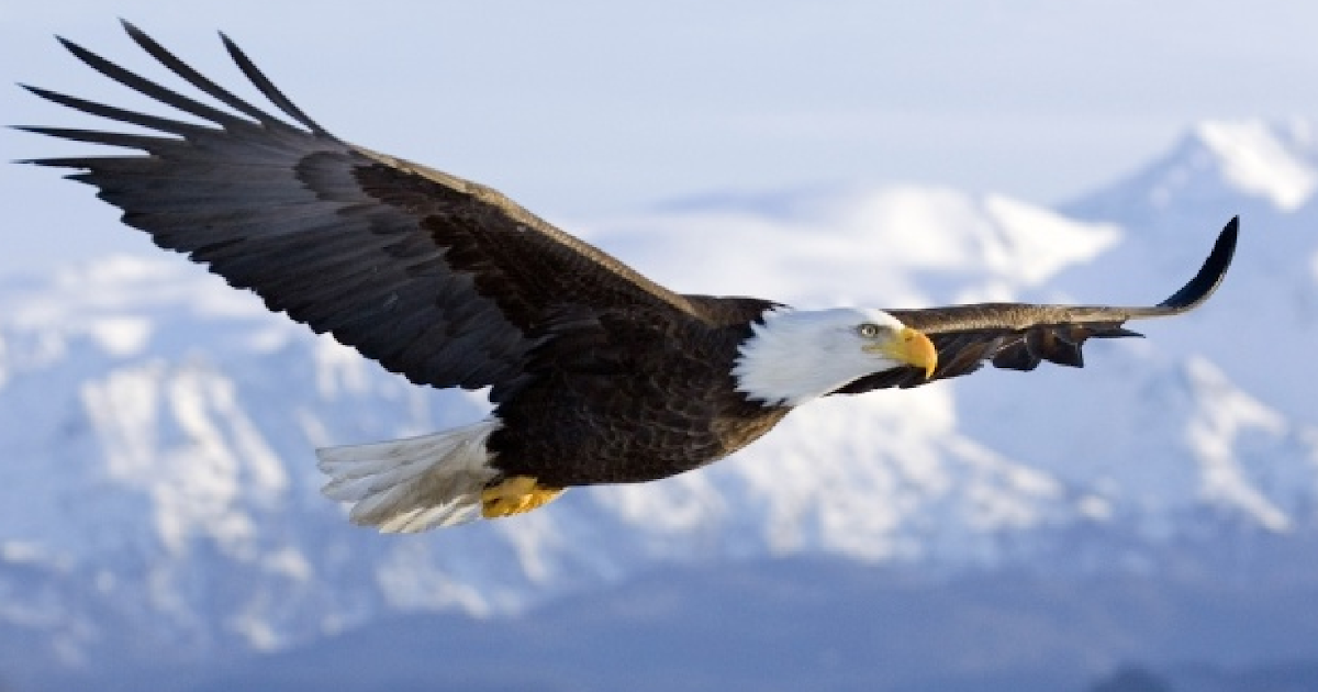 10+ Gambar burung garuda gagah - gambar top ten