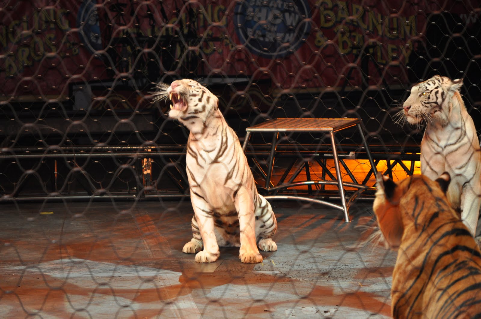 a fine mess: Tigers in the Circus