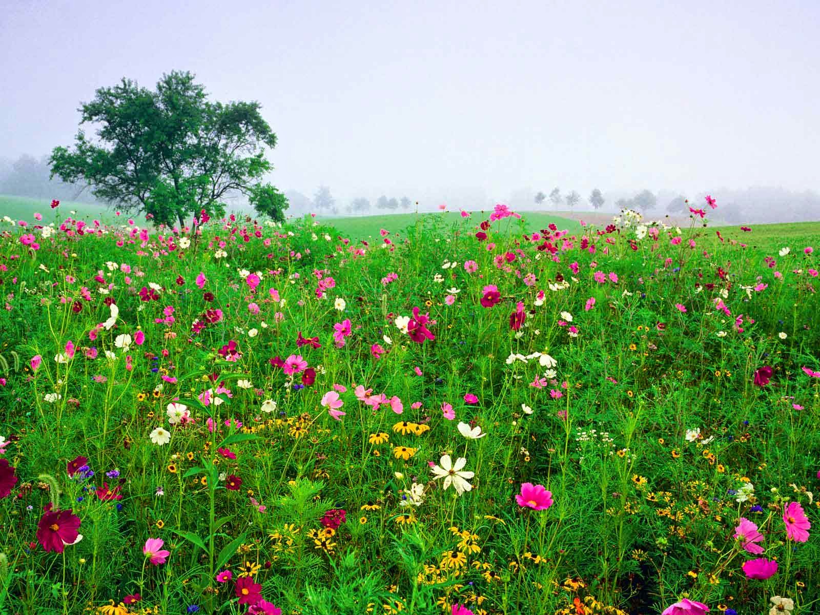 Spring Season in Pakistan - The Queen of the Season - Spring Wallpapers