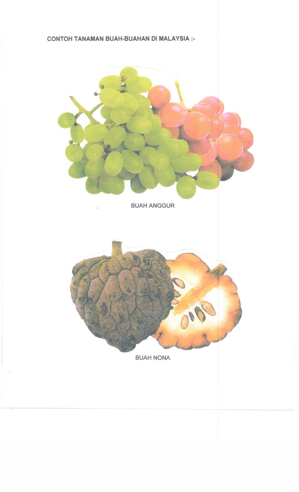 BAHASA MALAYSIA TAHUN 3: Tanaman Buah-Buahan Di Malaysia