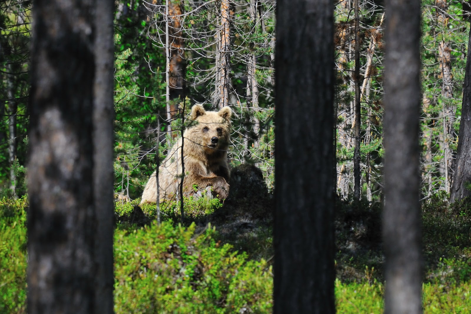 John Grønning Tur og fotoblogg: Bjørn i Pasvikdalen