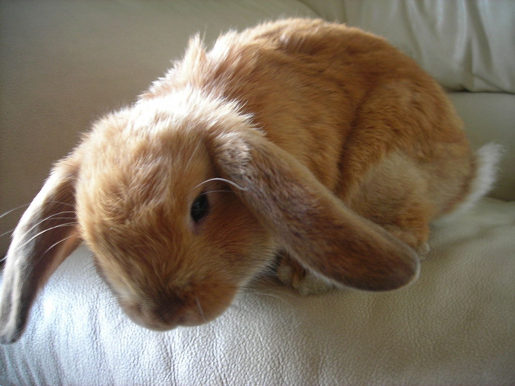 Holland Lop