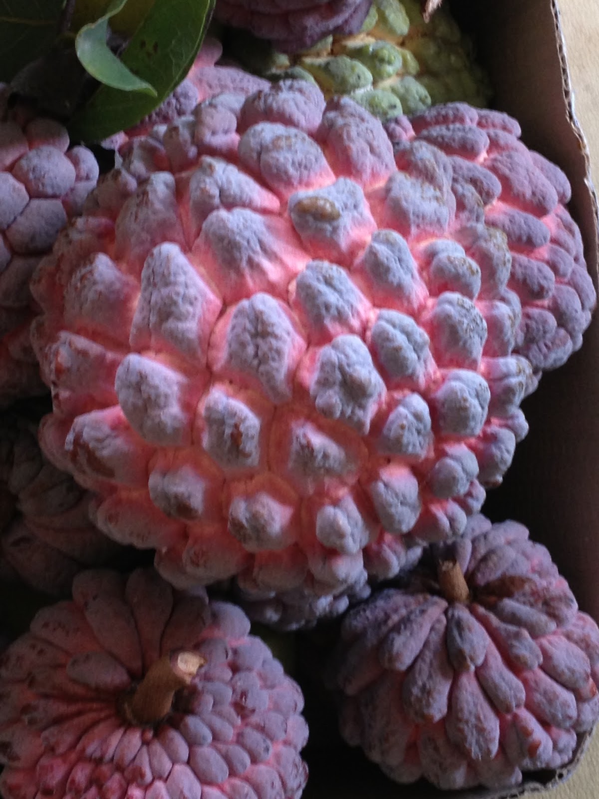 1000+ images about The Bahamas--week 3 on Pinterest | Trees, The ...