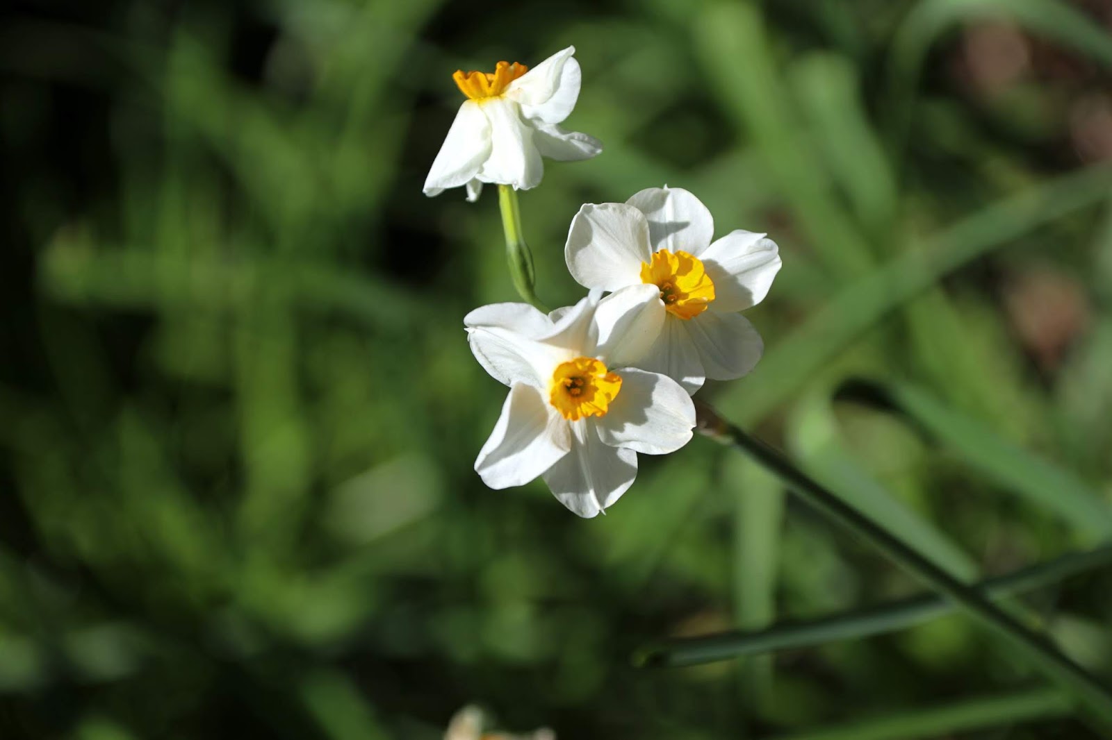 My Kampah: 4/11/19 GreenBrook Garden